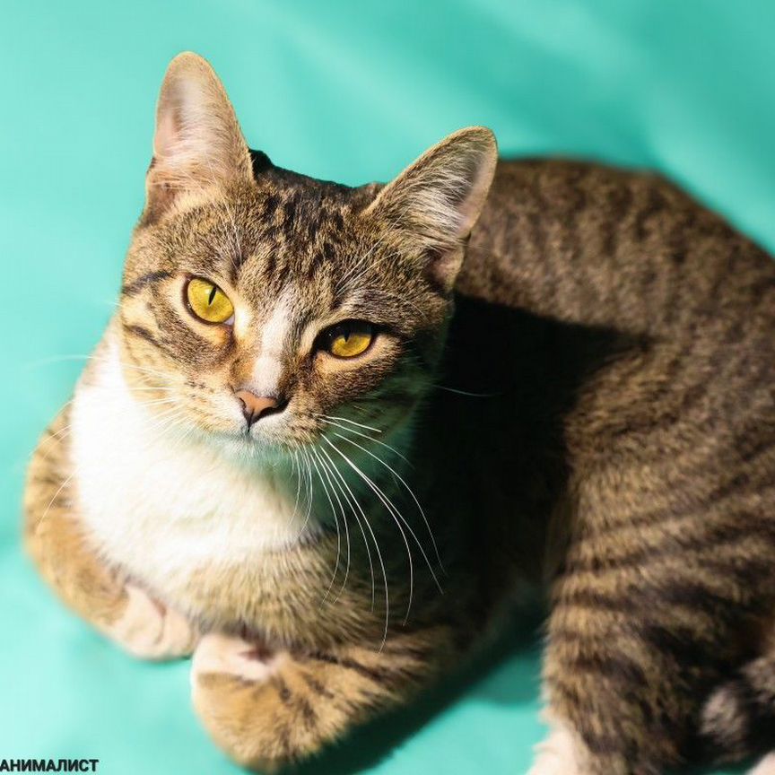 Котики бесплатно в добрые руки котёнок кот
