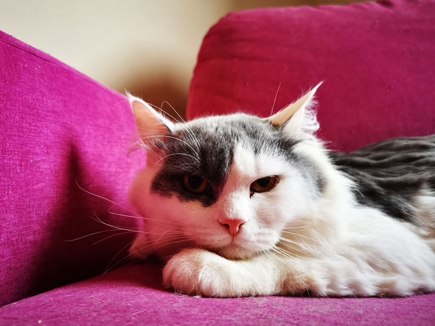 Очень харизматичный юный котик