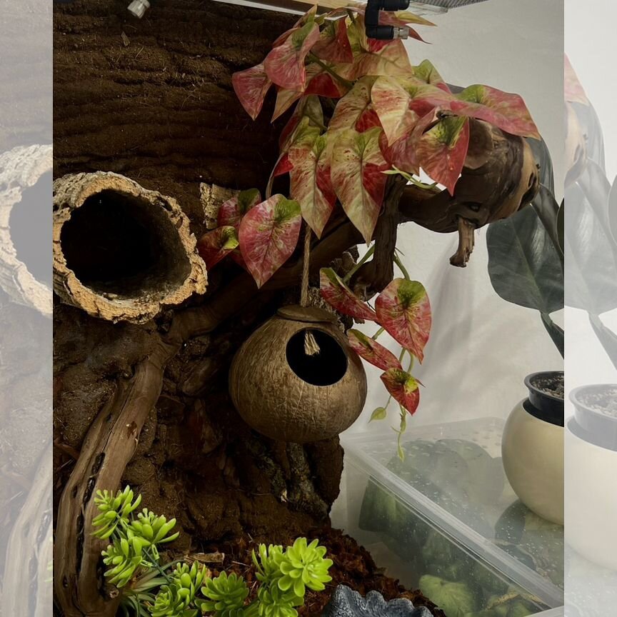 Террариум под ключ. Оформление террариумов