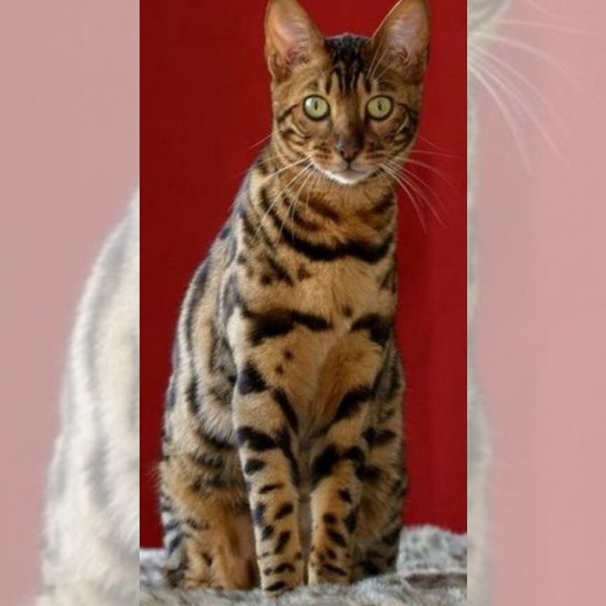 Бенгальская, взрослая кошка