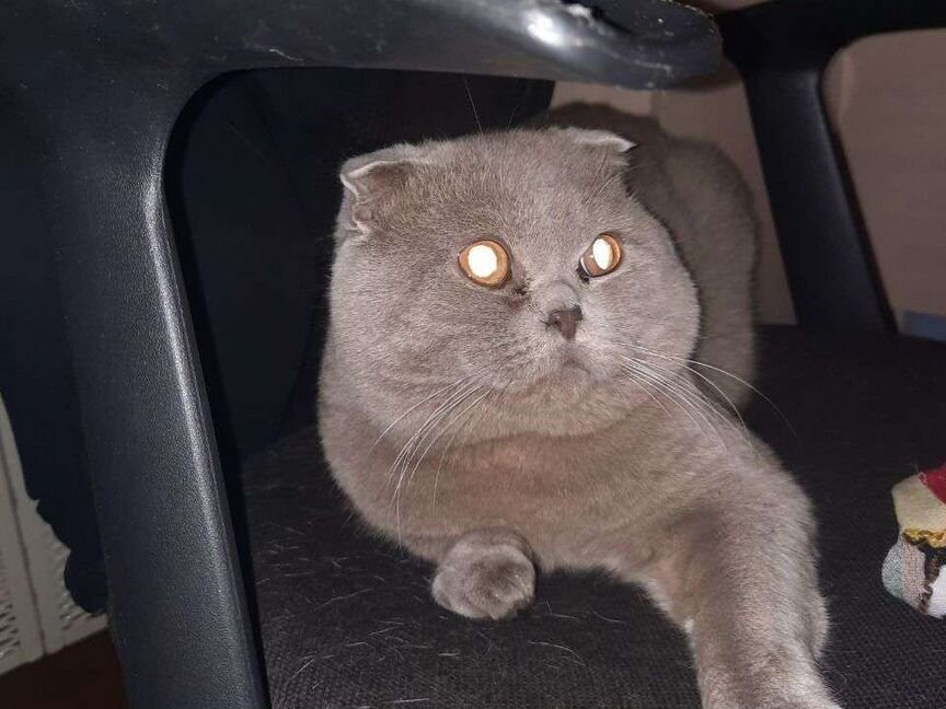 Британская