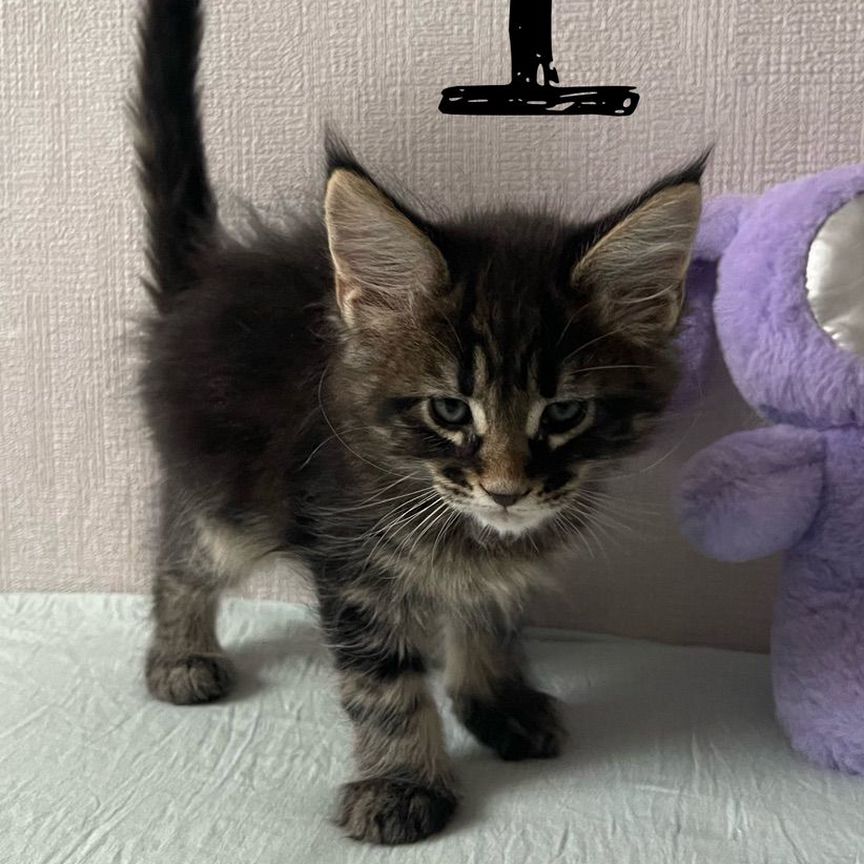 Мейн-кун котёнок