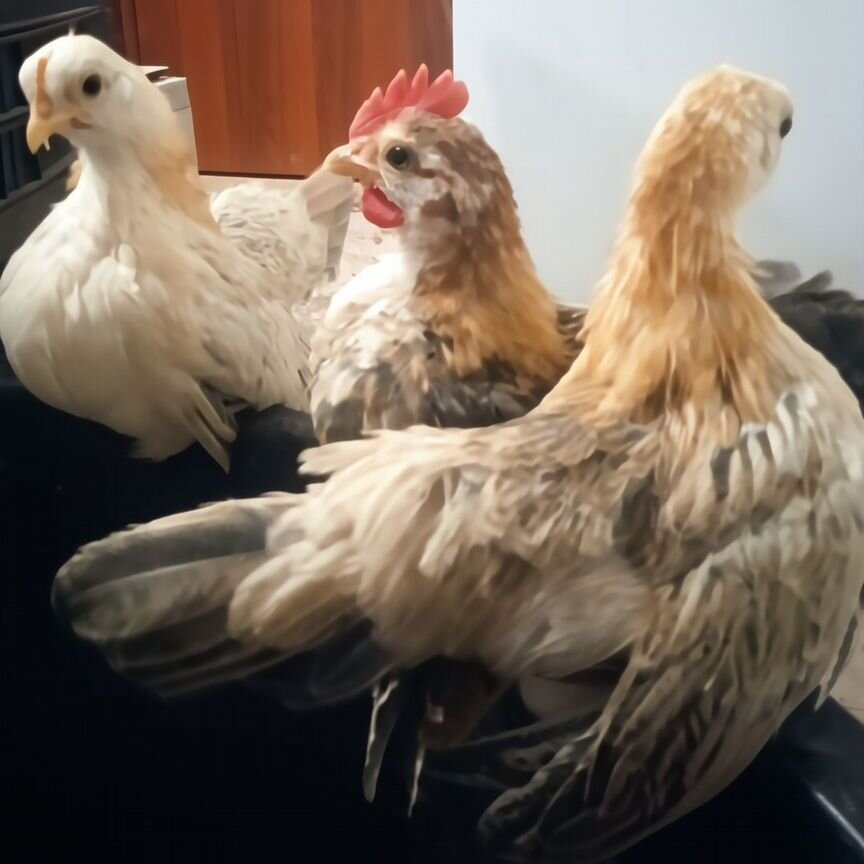 Серама молодая семья 1 2