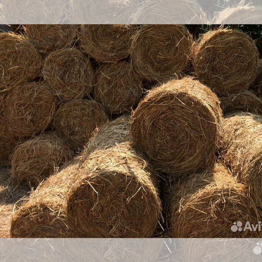 Солома ячменная в мини рулонах