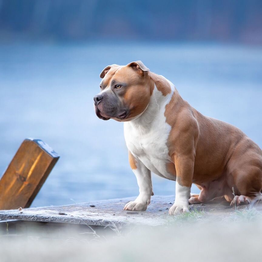 Американский булли покет вязка