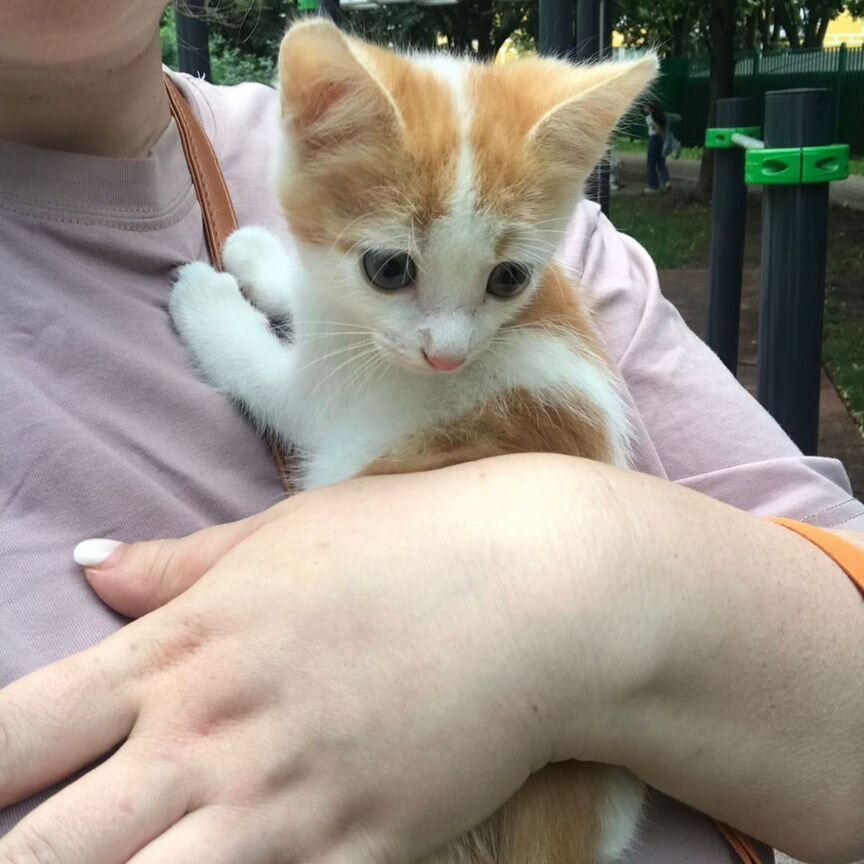 Котята в добрые руки бесплатно