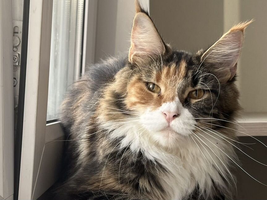 Мейн-кун Астра