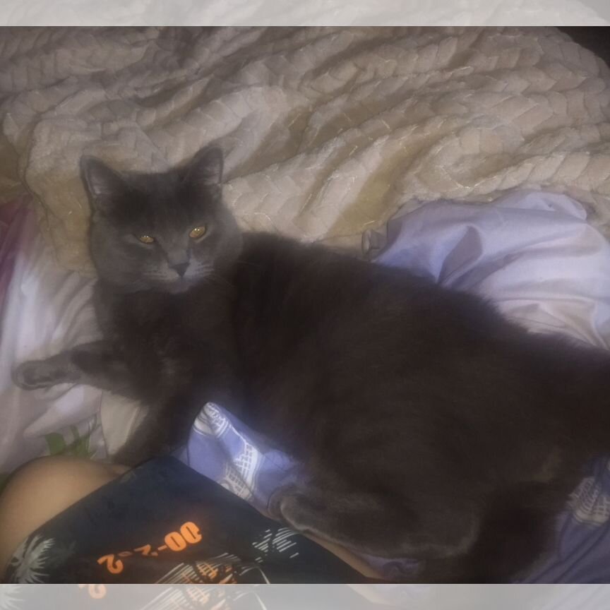 Британский короткошёрстный котёнок