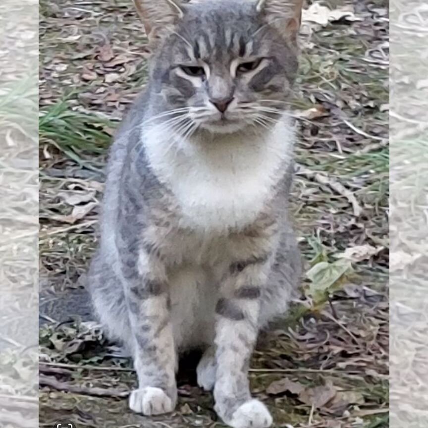Котик Барсик