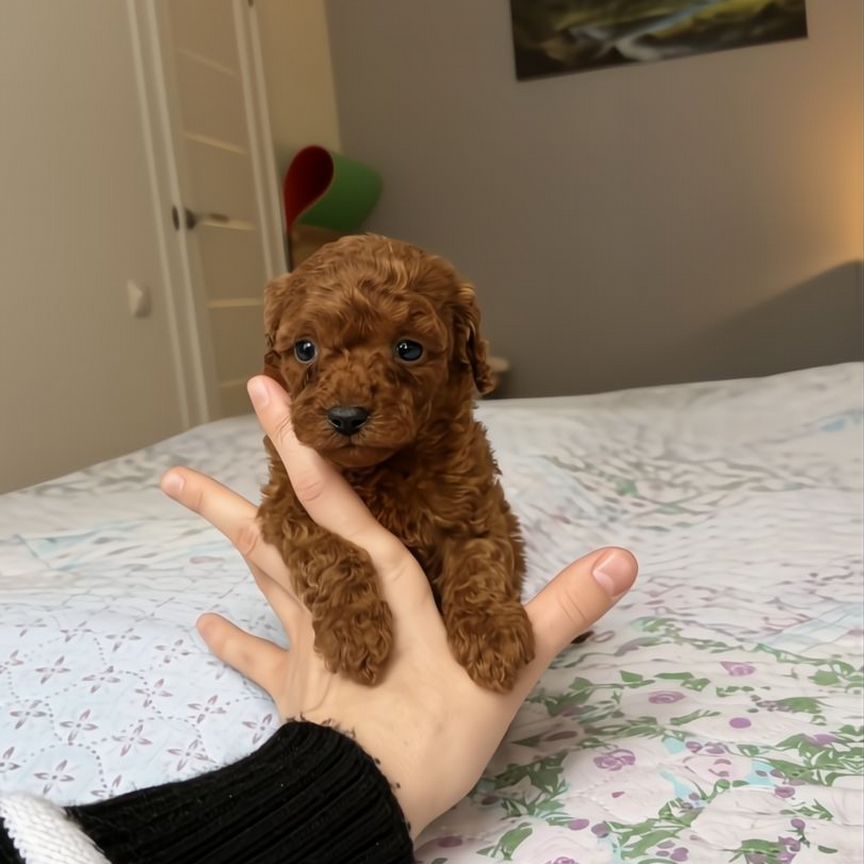 Той-пудель, щенок