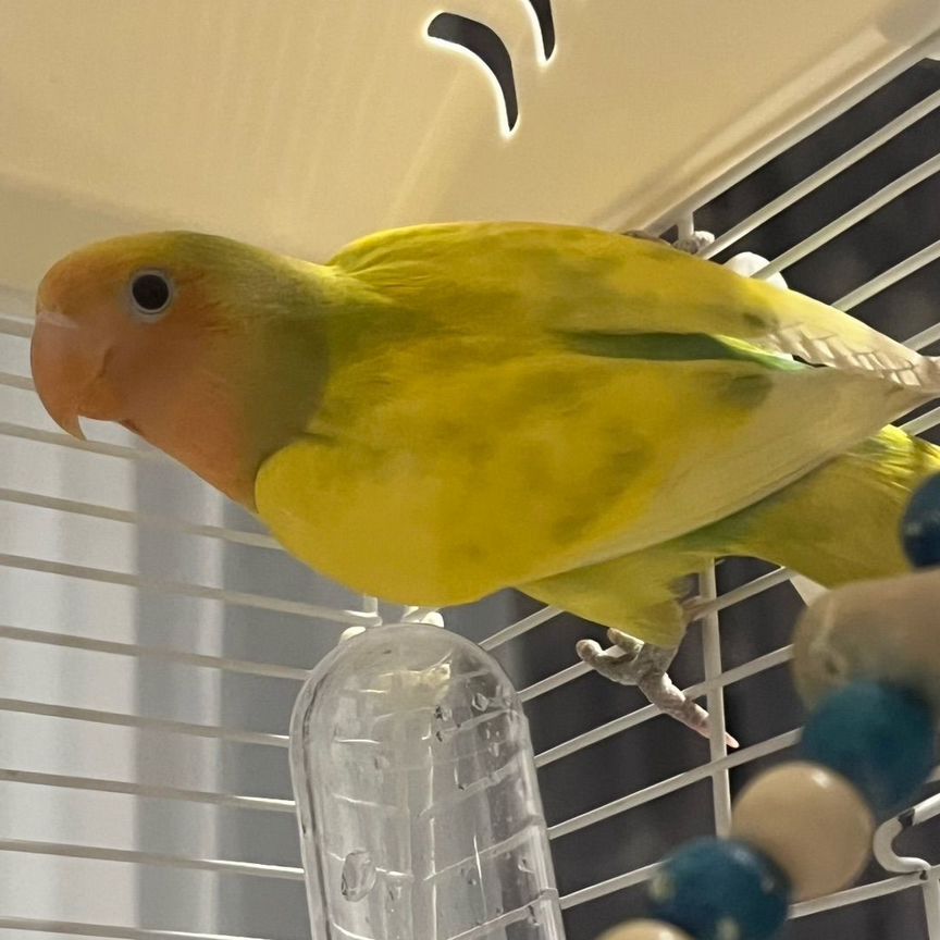 Птенец неразлучника