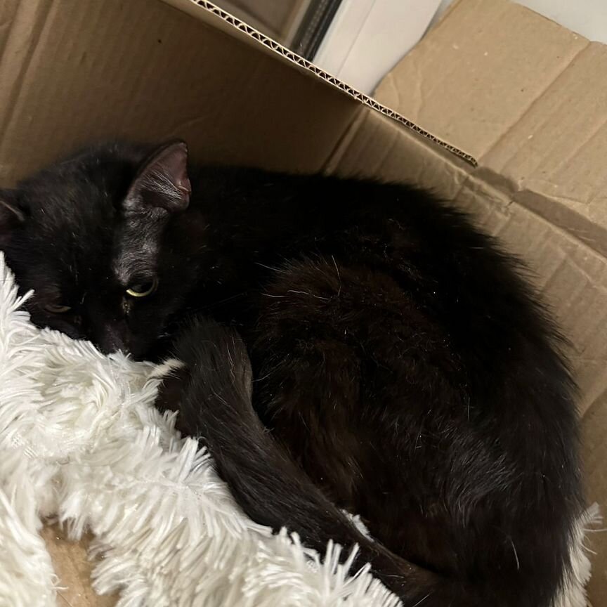 Нужна помощь котику со сломаной лапкой И хвостом