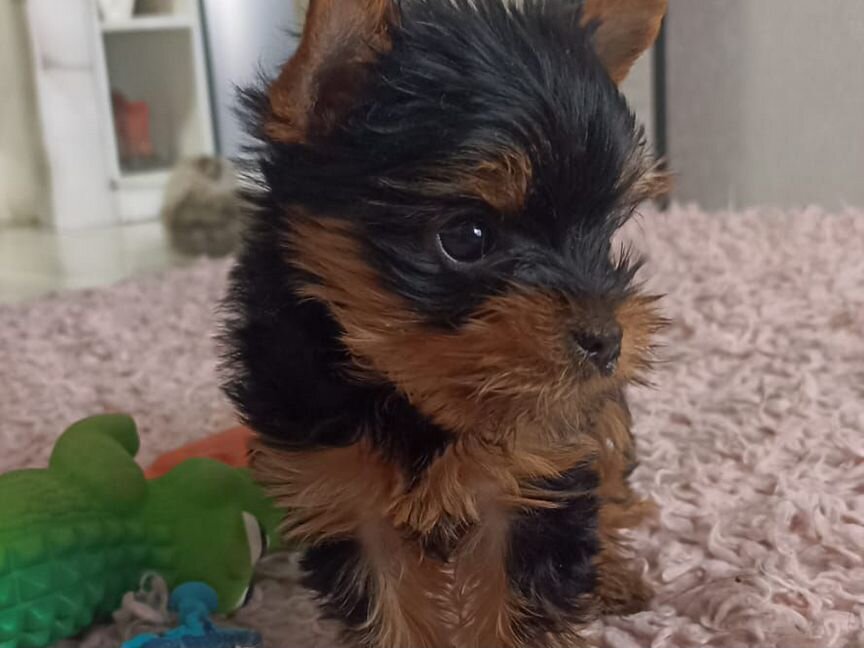 Йоркширский терьер мини беби фейс щенки