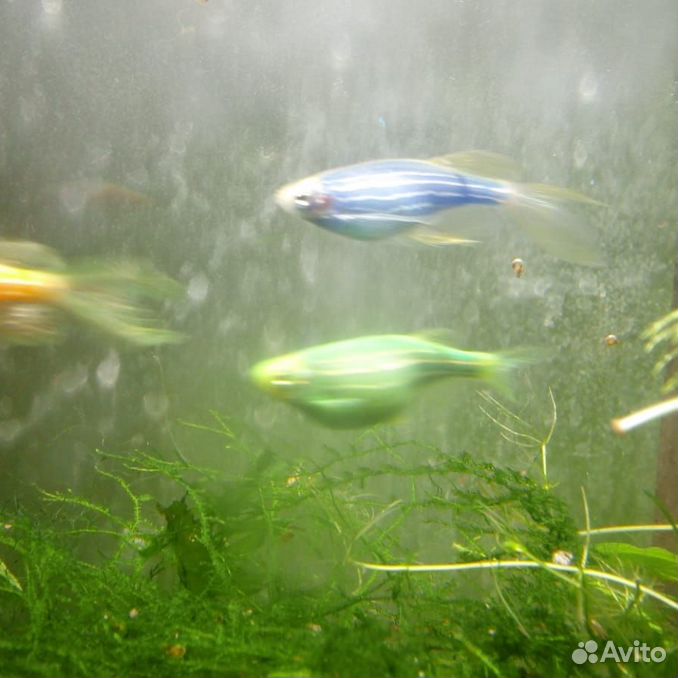 Рыбы данио глофиш