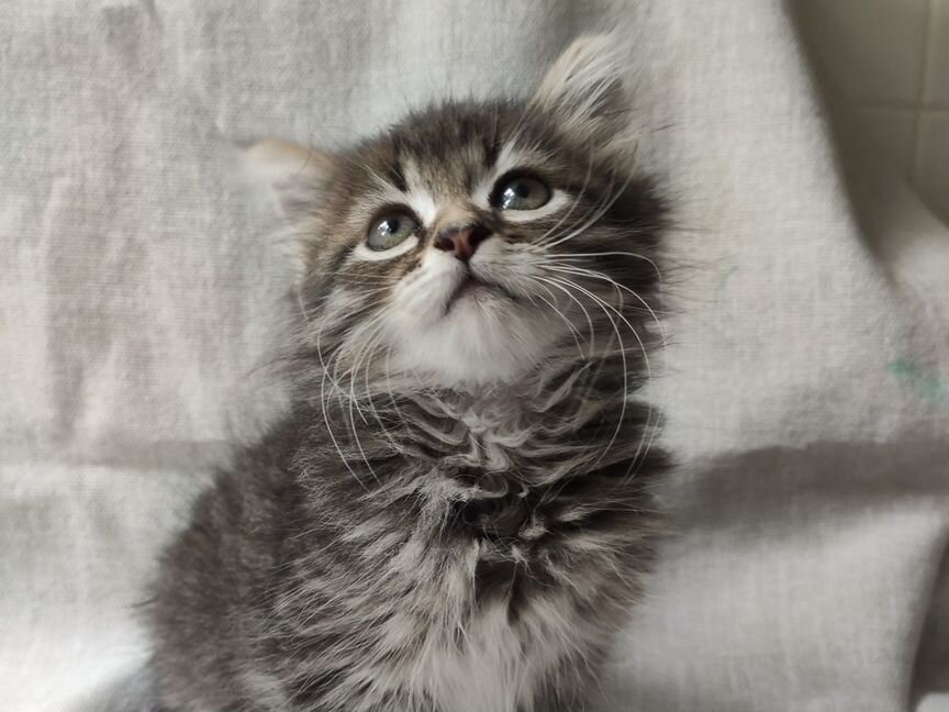 Котенок Тося 2мес