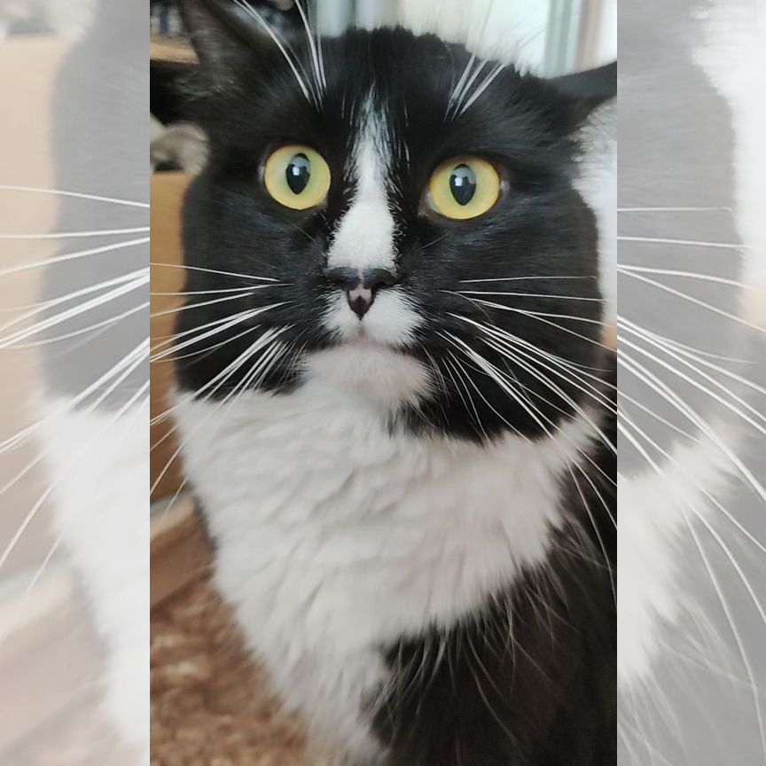 Кот Паша