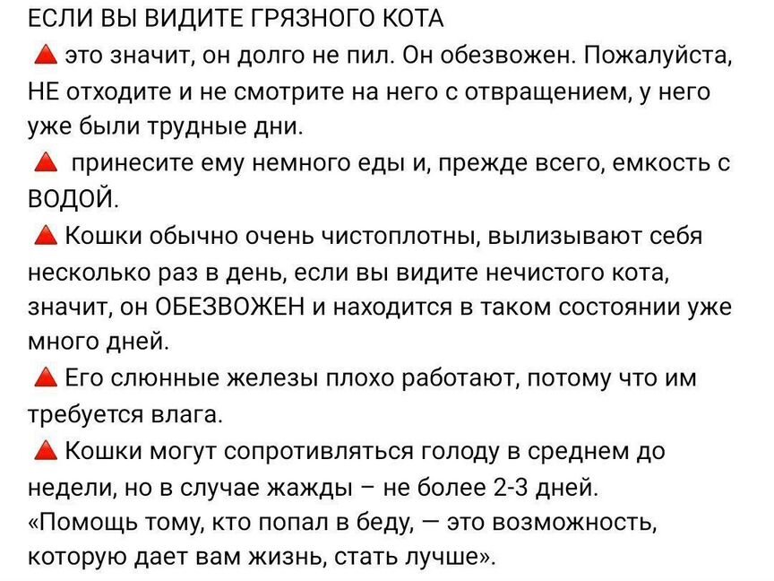 Кошки Не проходите мимо