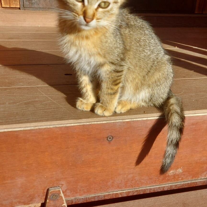 Добрые котята в добрые руки