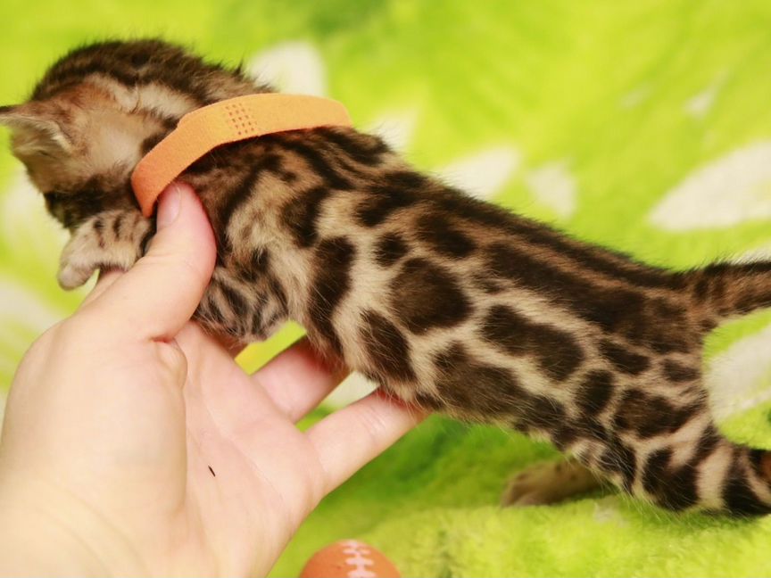 Элитные бенгальские малыши