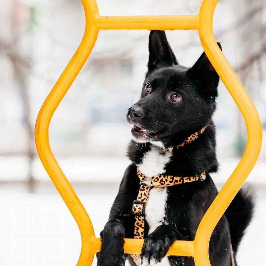 Маленькая собака из приюта Алмаз в добрые руки