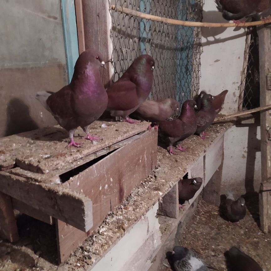 Голуби кинги