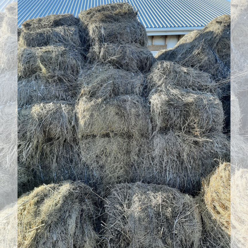 Сено в мини рулонах