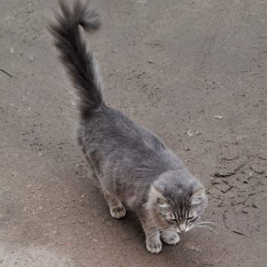 Выкинули кошку местные загнали её