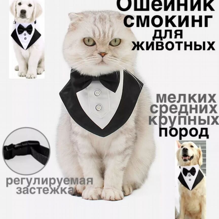Ошейник смокинг + поводок для мелких животных