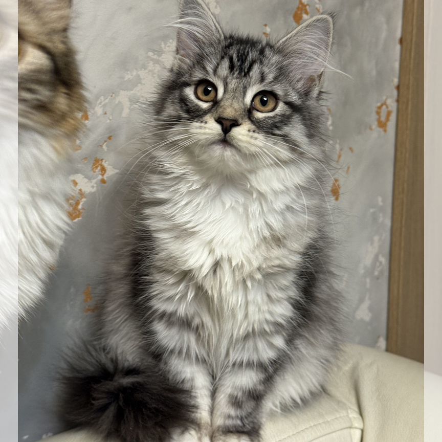 Сибирский котёнок