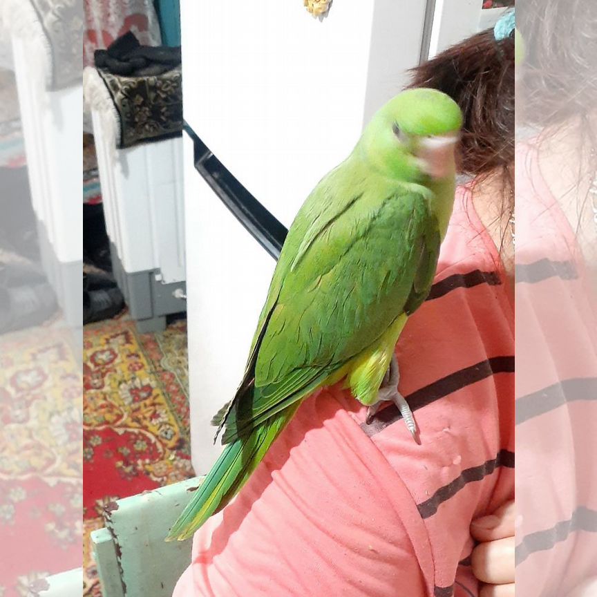 Ожереловый попугай выкормыш