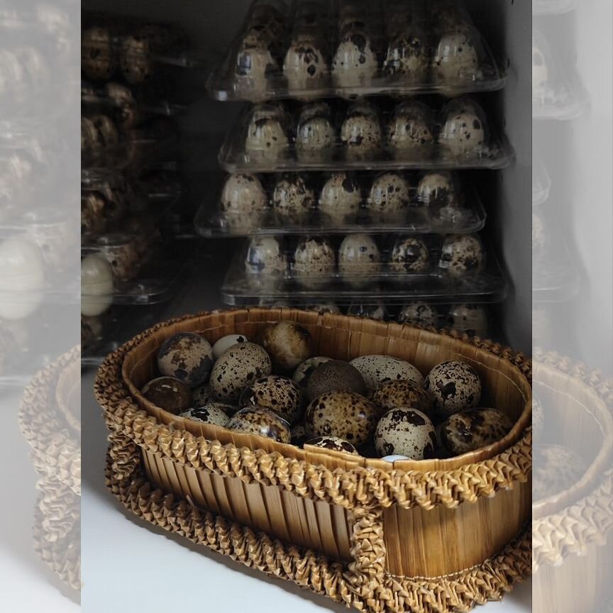 Инкубационное яйцо перепелов техасский