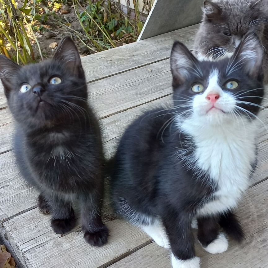 Котята в добрые руки