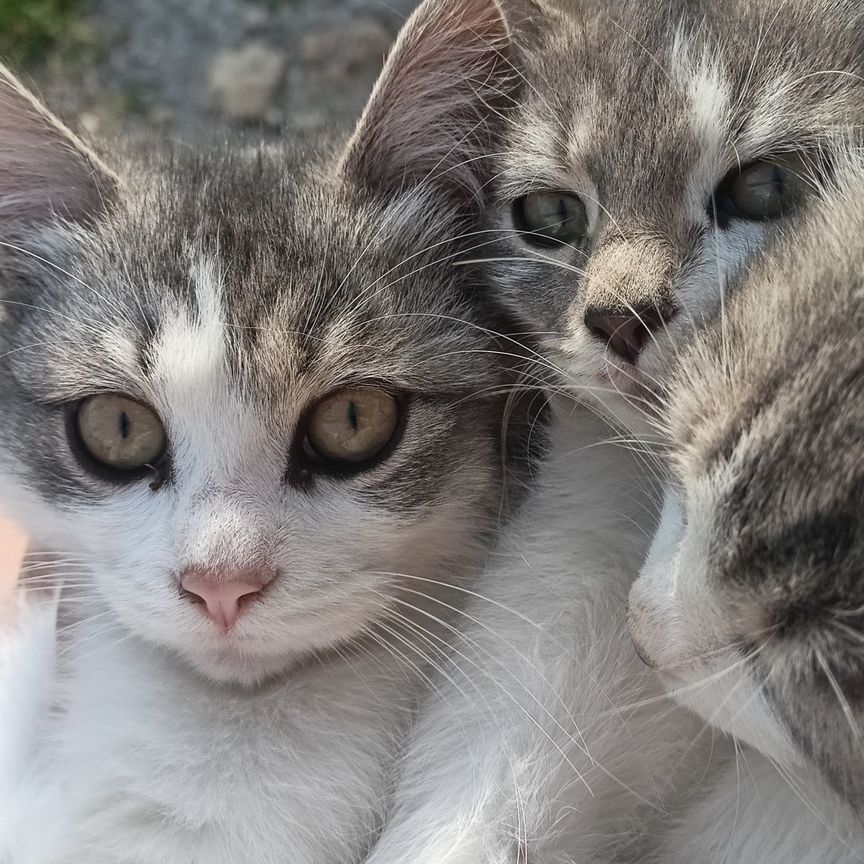 Котята