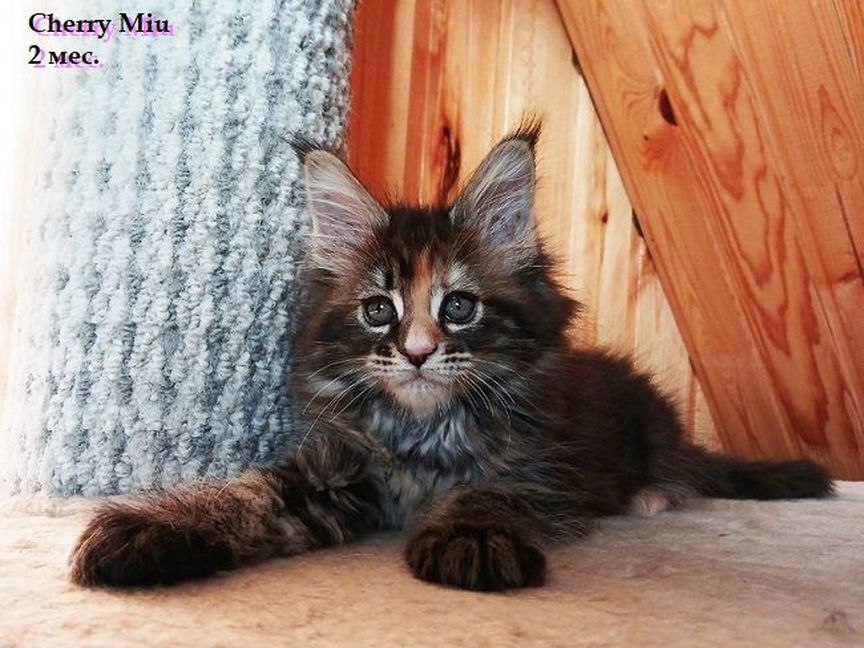 Котенок рыси Cherry Miu эффектная мейн-кун