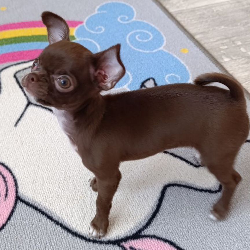 Чихуахуа, щенок