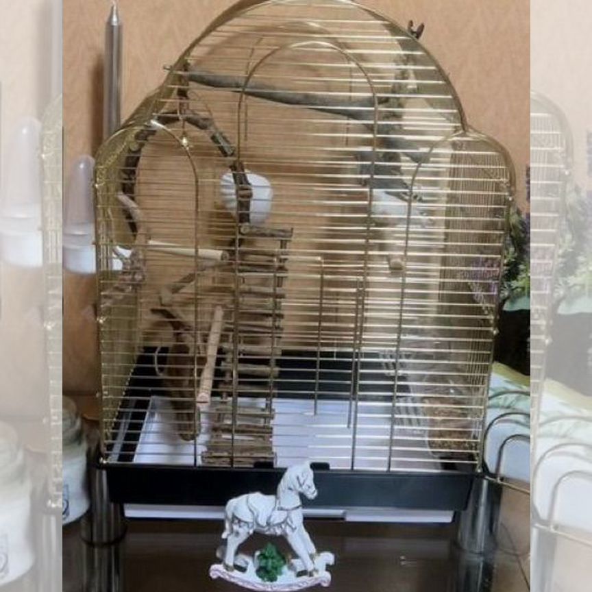 Птицы амадины