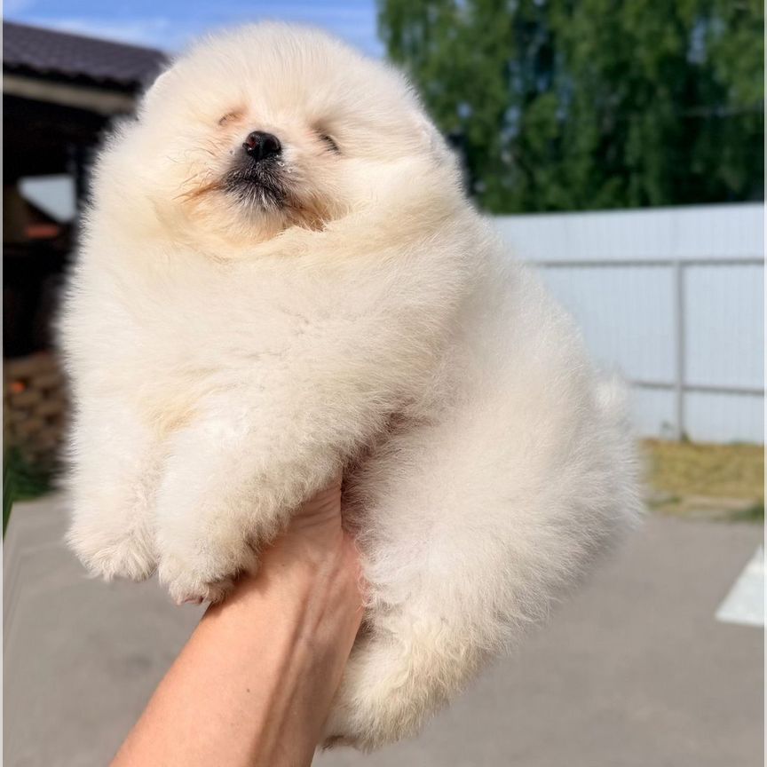 Померанский шпиц, щенок