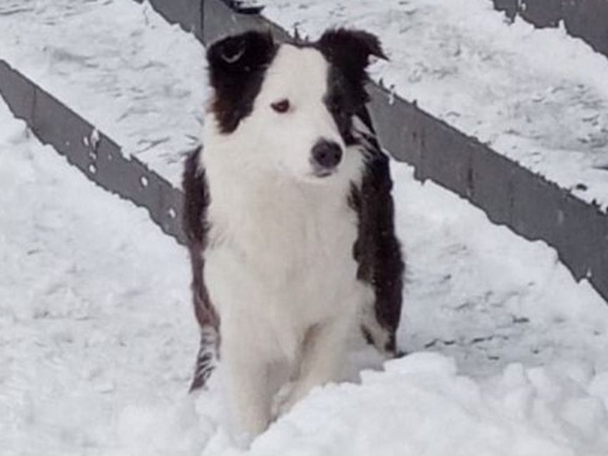 Найдена - замечена собака