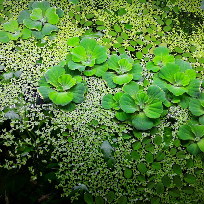 Ряска,пистия,сальвиния,папоротник