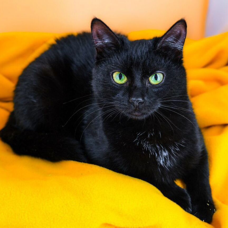 Кошечка Василиса чёрного окраса в добрые руки