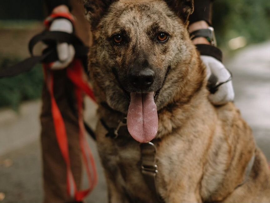 Тайгер ищет дом