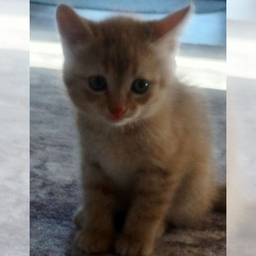 Котёнок в добрые руки