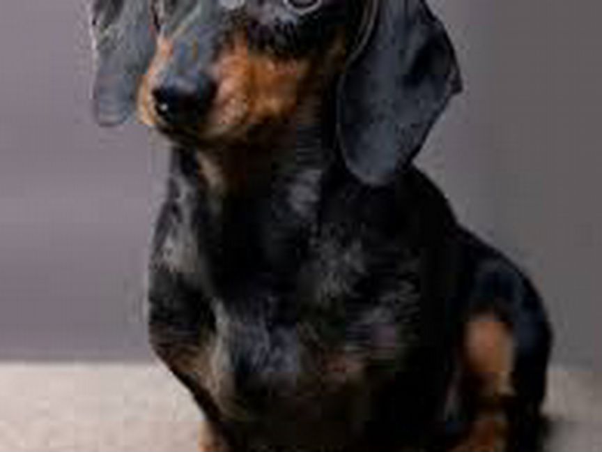 Такса девочка подросток