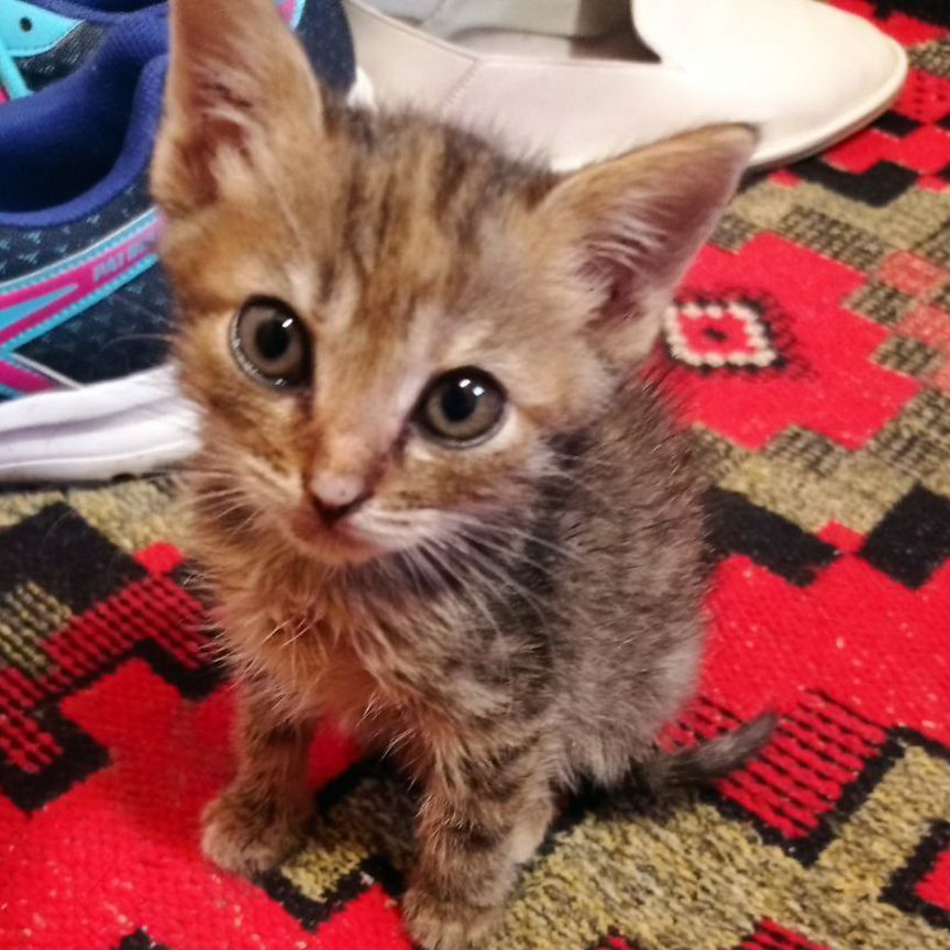 Котята ищут дом