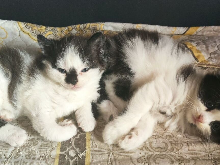 Вислоухие котята в добрые руки