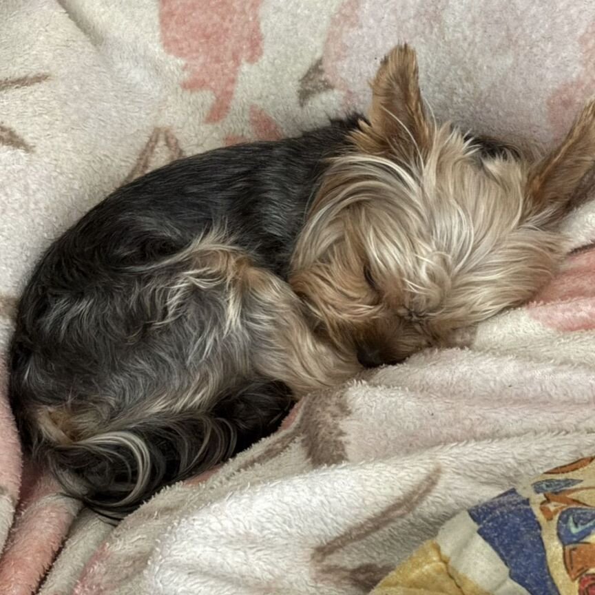 Йоркширский терьер, взрослый пёс