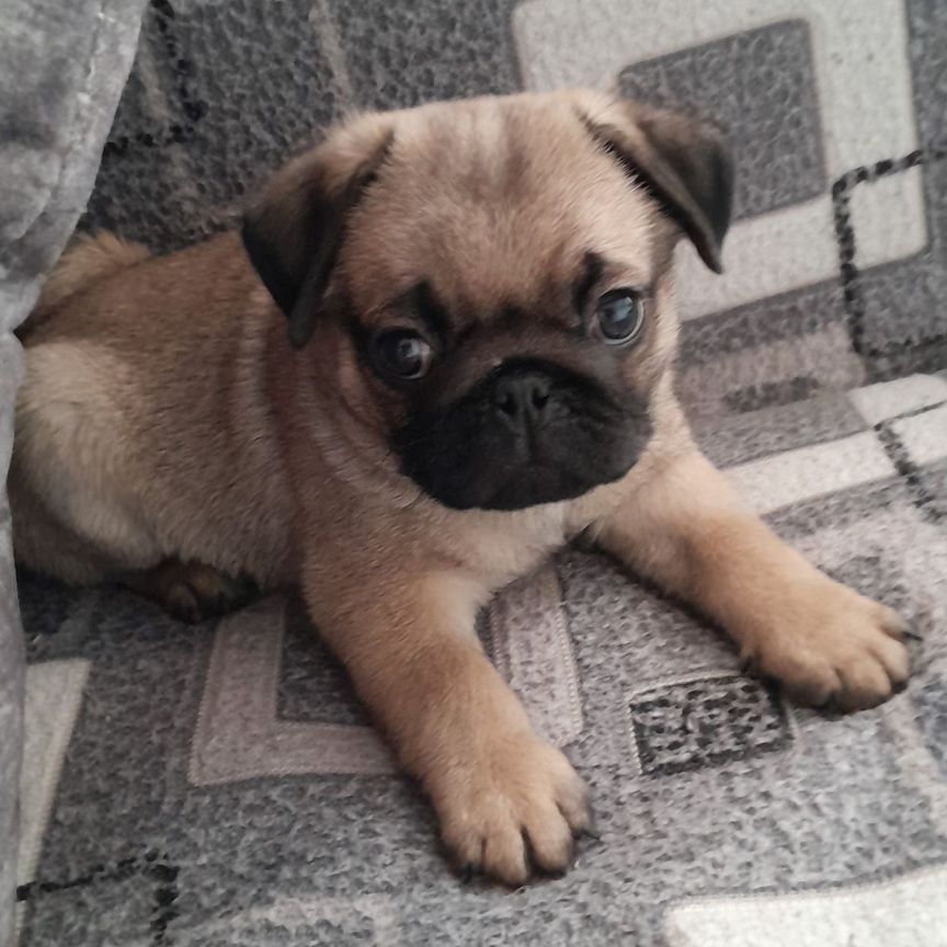 Мопс, щенок