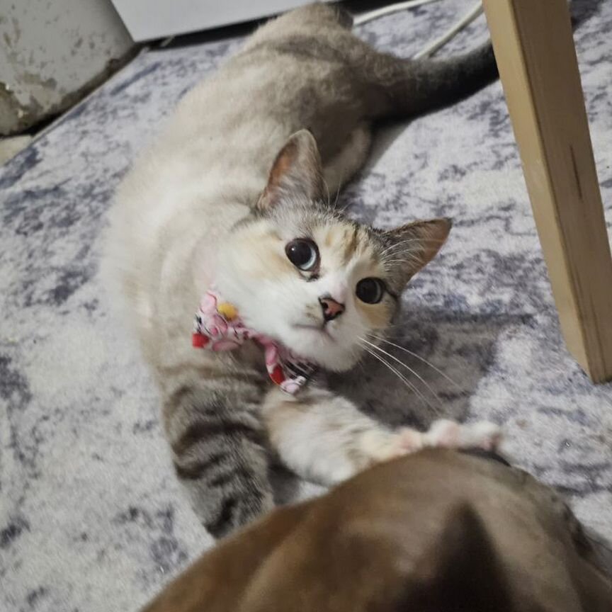 Кошки в добрые руки бесплатно