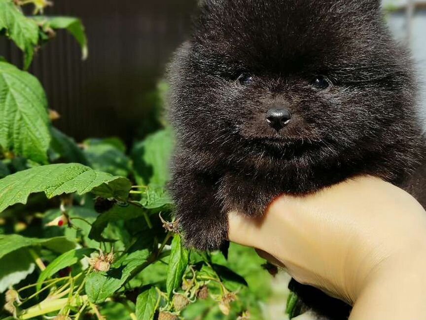 Померанский шпиц чёрный Уголёк