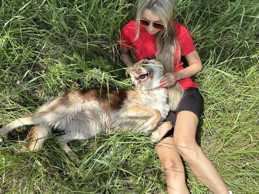 Смышленая собака из приюта ищет дом